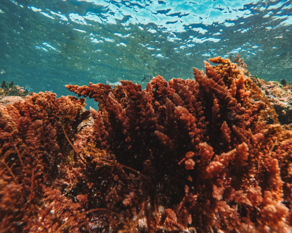 Asparagopsis Seaweed - Seastock